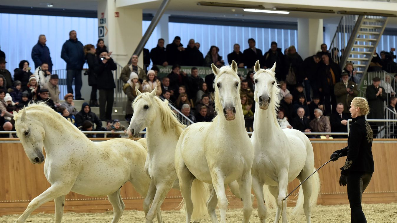 A kulturális világörökségek közé kerülhet a lipicai ló