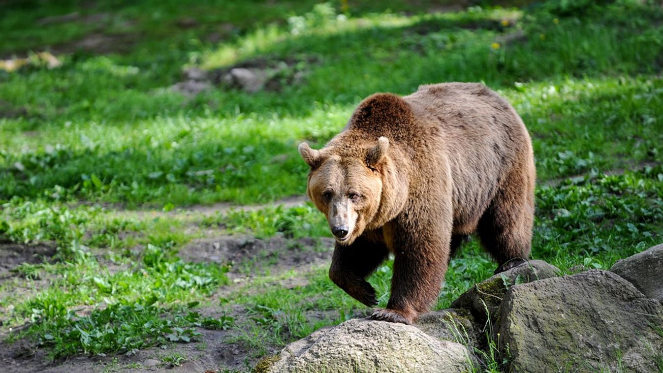 Medvék a Mátrában: a nemzeti park is megerősítette jelenlétüket