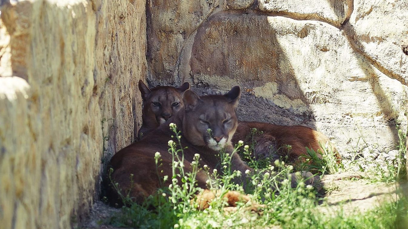 HEOL - Párra talált a gyöngyösi állatkert pumája, Baku (fotó)