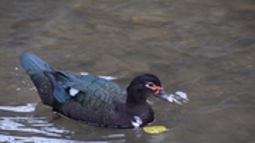 HEOL - A fekete kacsa is megjelent az Eger-patakban