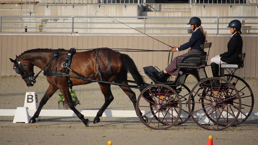 HEOL - A fogathajtó-rendezvények csúcspontja lehet a 2024-es ...