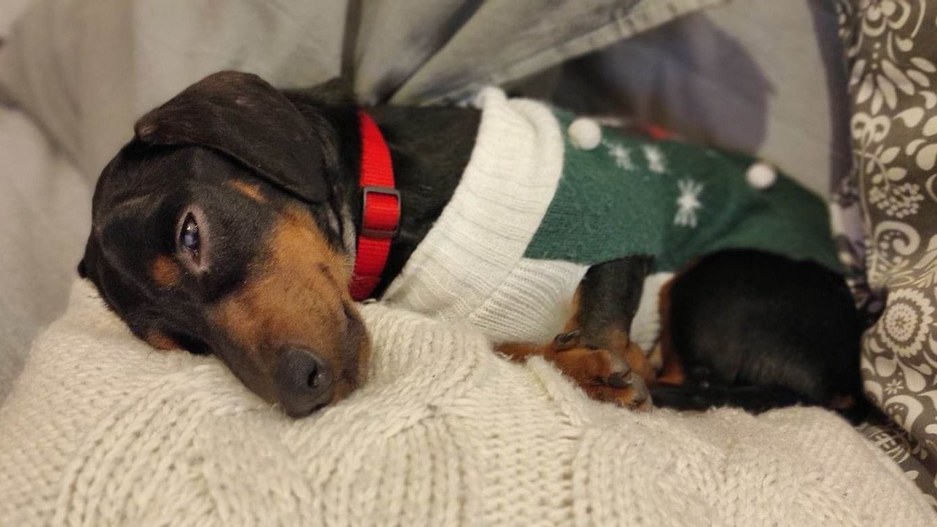 Paradicsomi körülmények várták Hatvanban Mogyit, a mentett tacsit