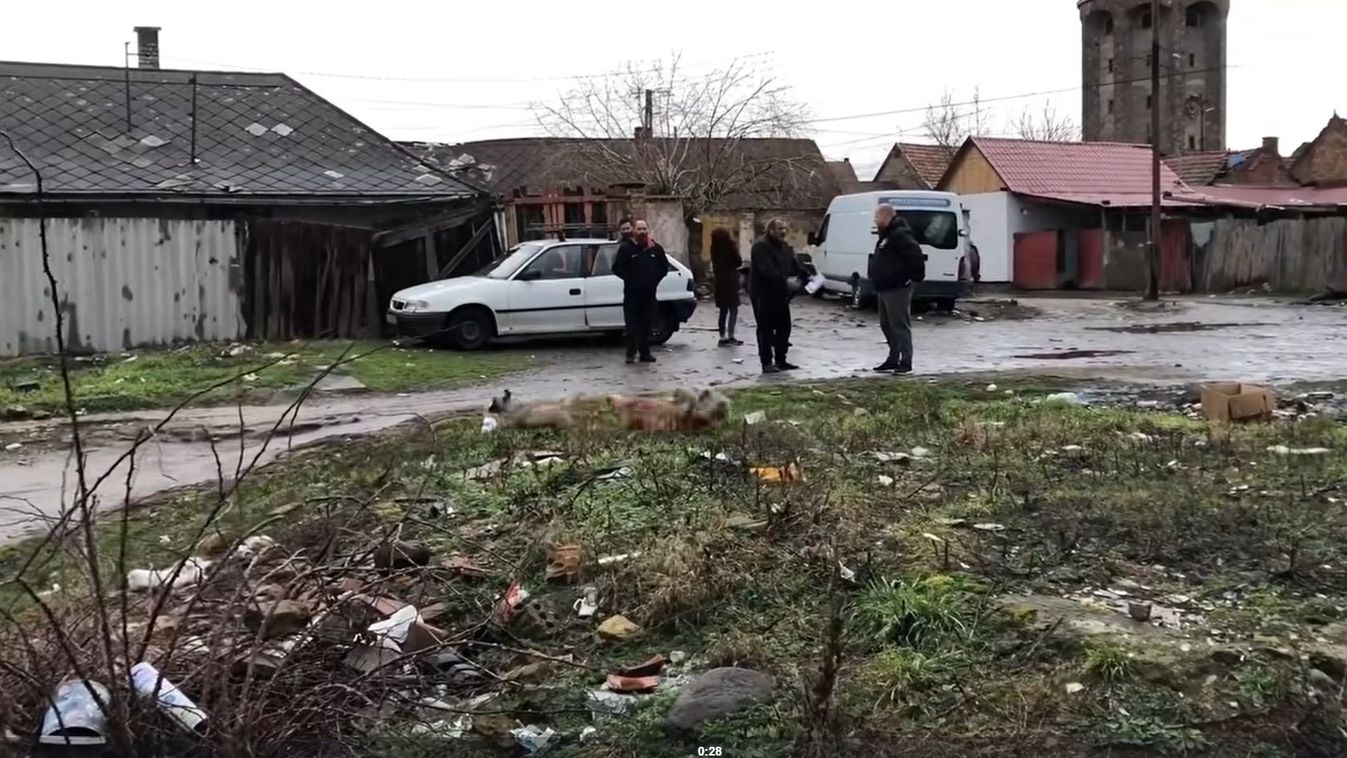 Gyöngyös sajgó sebe a Duranda az állatkínzás miatt ott járt állatvédő szurkolók szerint + videó