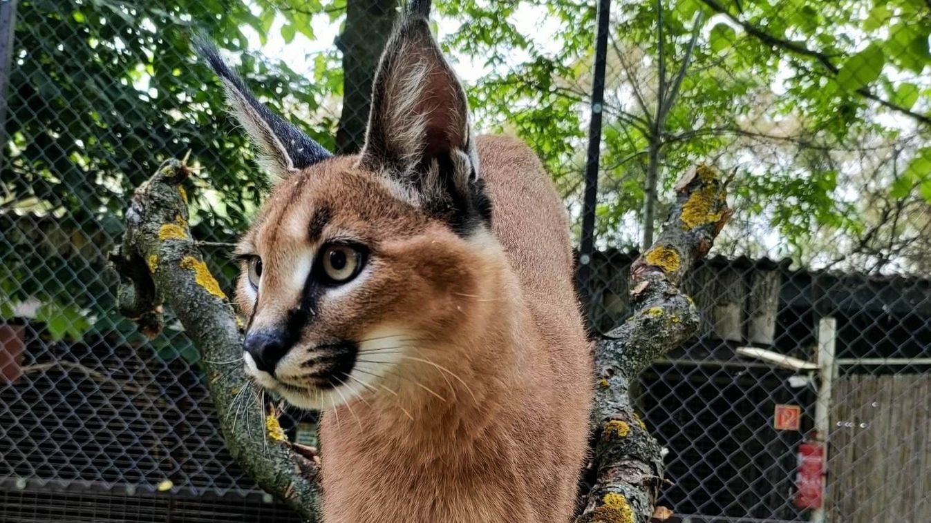 Bemutatkozik Gigi, a karakál, a Gyöngyösi Állatkert új lakója