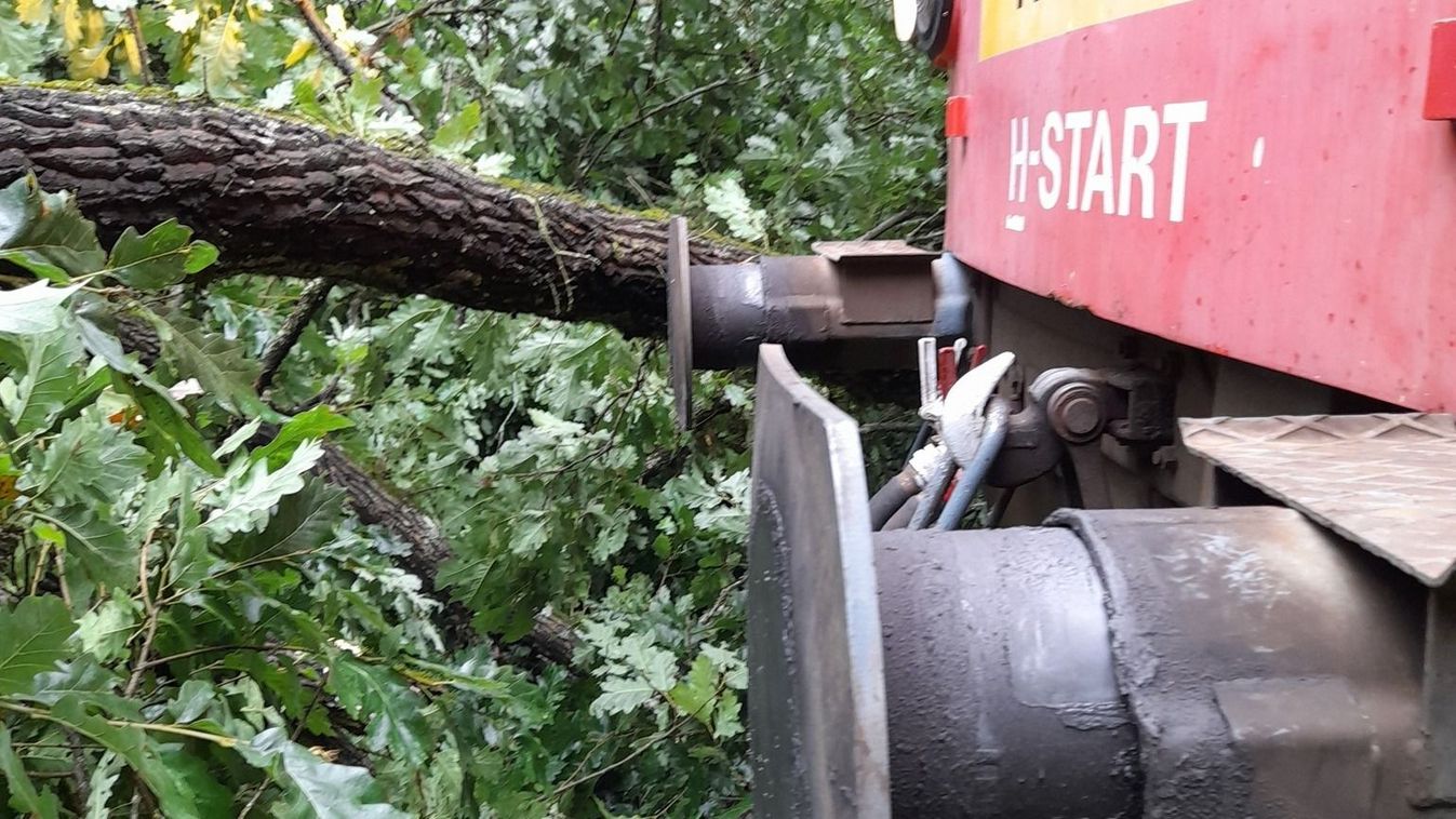 Vonat elé vetette magát a fa