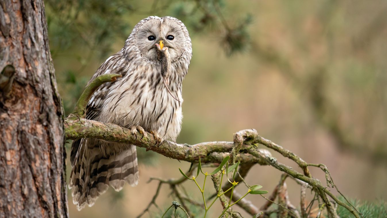 Uráli bagoly jelent meg a Mecsekben