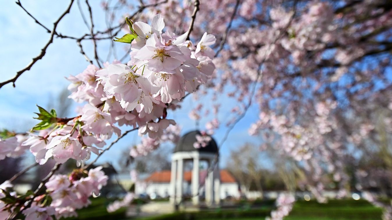 Cseresznyevirágzás és vérszilva – imádja a nép