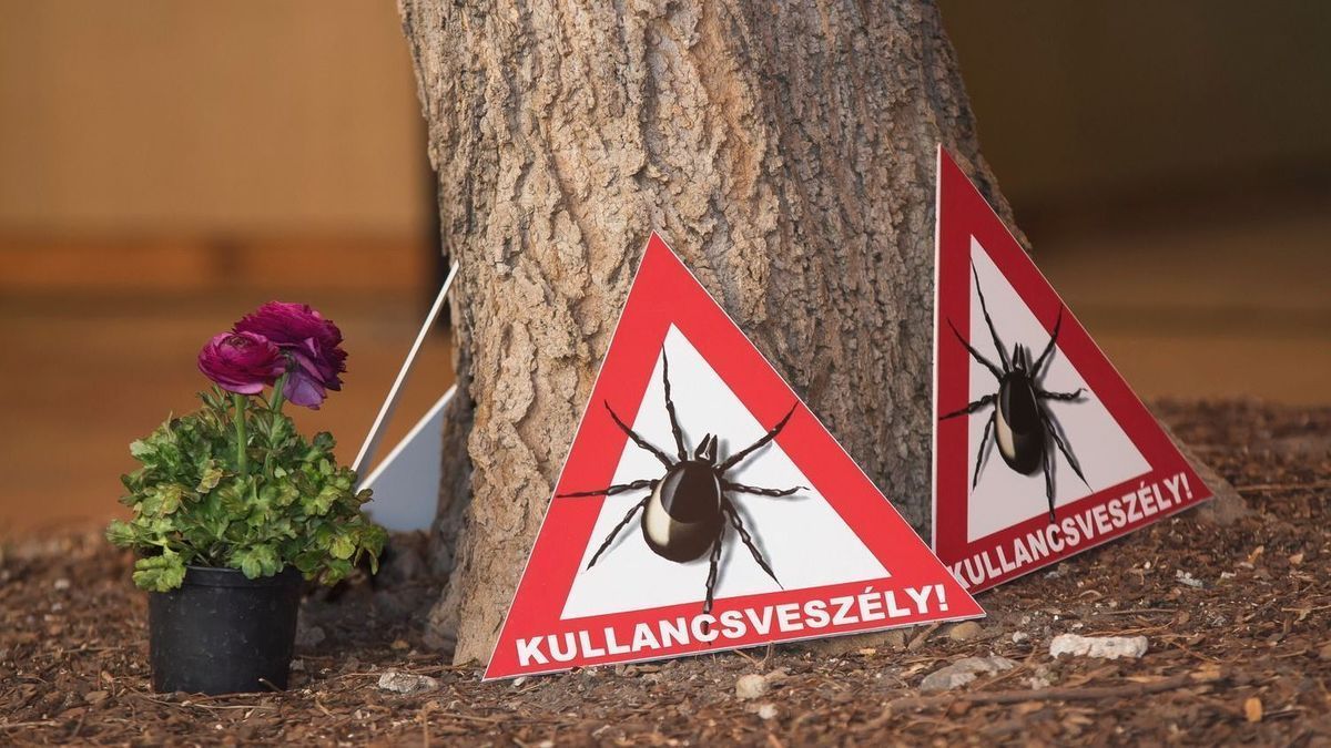 Kullancsokra tavasszal is számítani kell? Megdöbbentő mit művel a tél velük