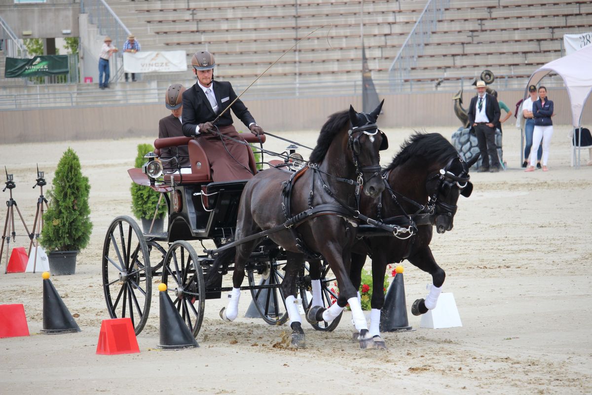 A kettesfogathajtó világbajnokságra készül Dani Marcell
