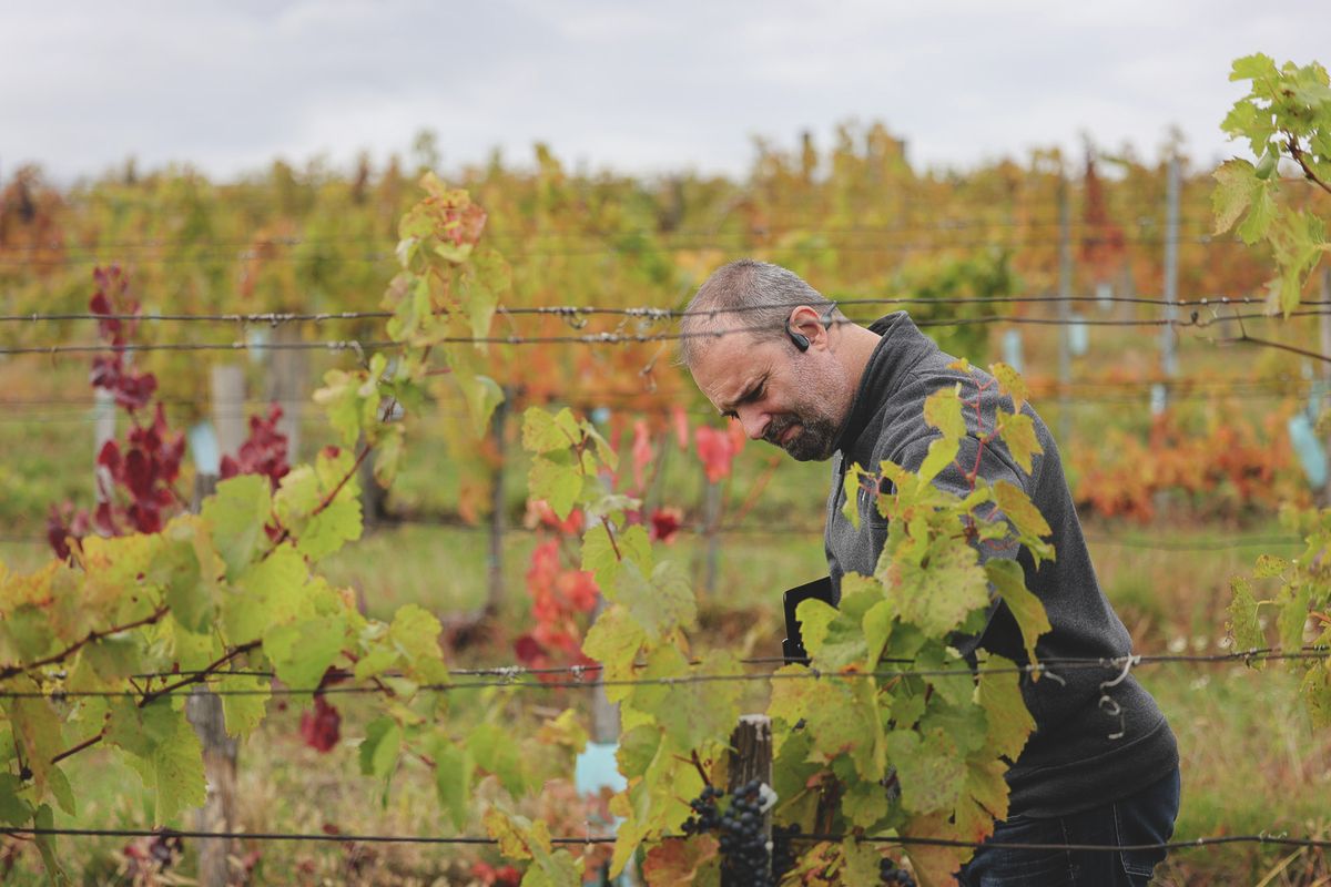 Aranyszínű sárgaság Novaj határában is