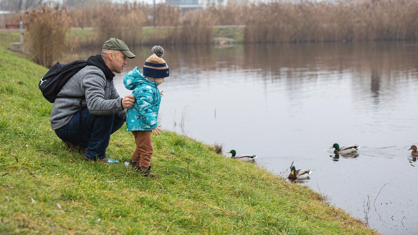 A vízimadarak etetése ördögi kört indít el