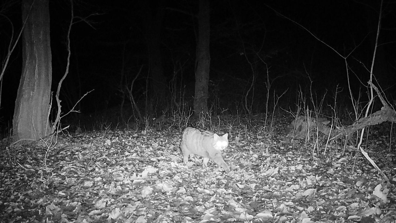 Ritka állatokat rögzített a vadkamera a Bükkben