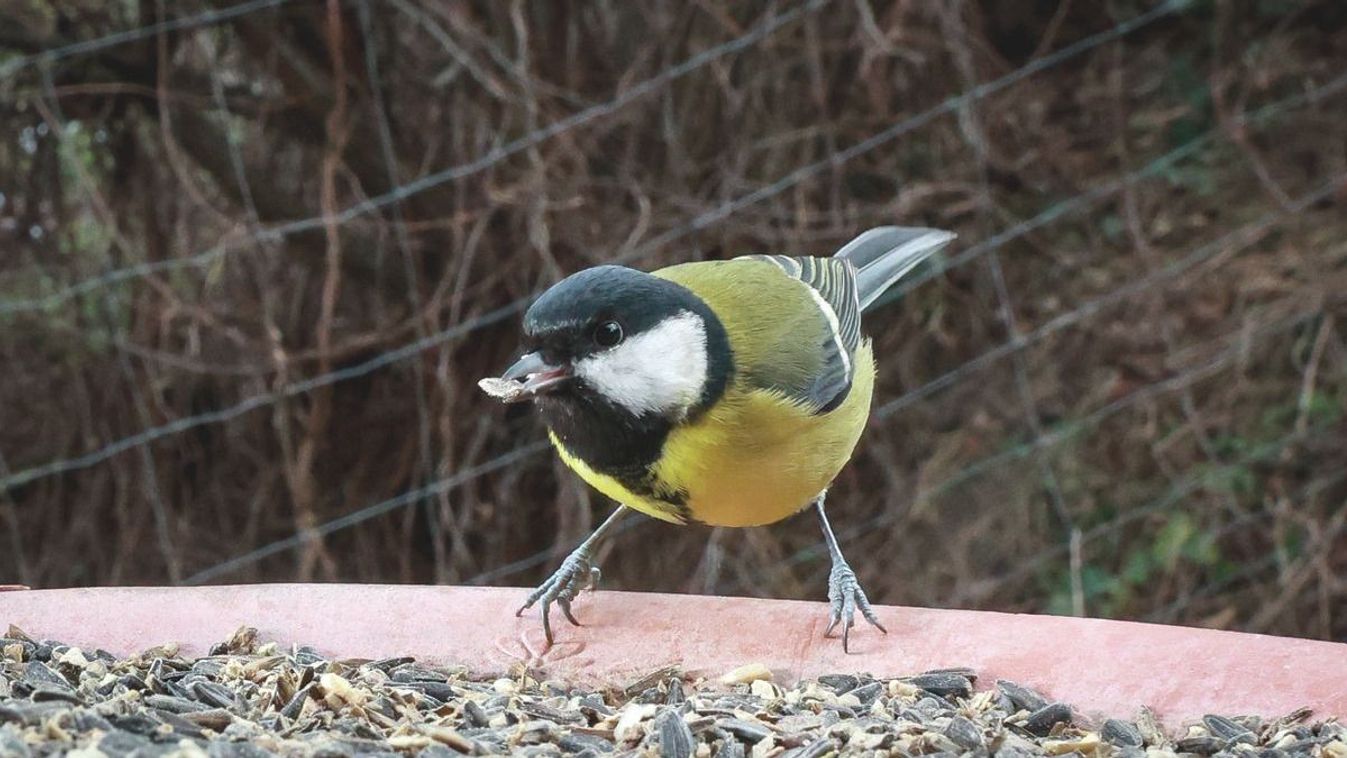 A téli madáretetés szabályai a Magyar Madártani Egyesülettől