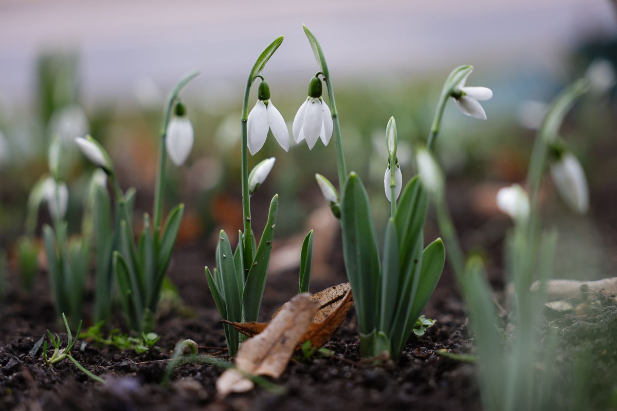 Kibújtak az első hóvirágok, enyhül az idő