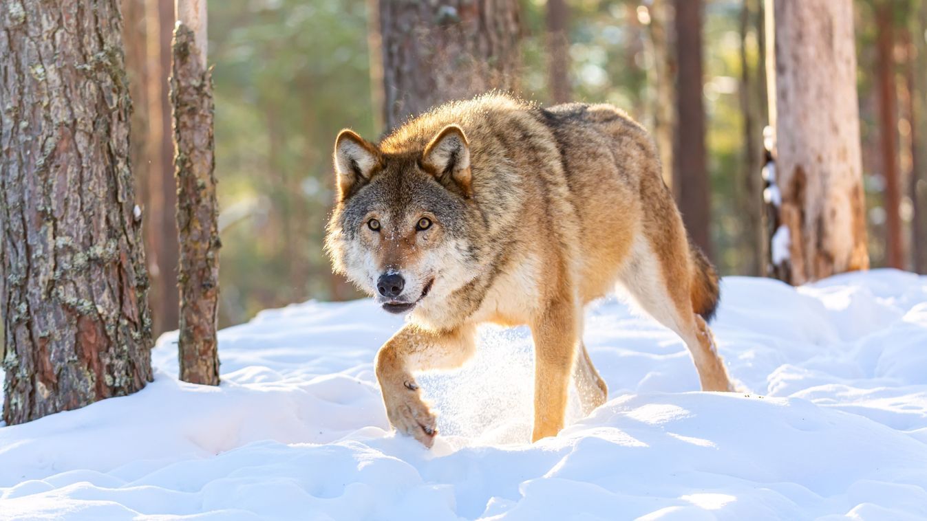 Farkasok szedhették szét a prédát Mátrafüreden