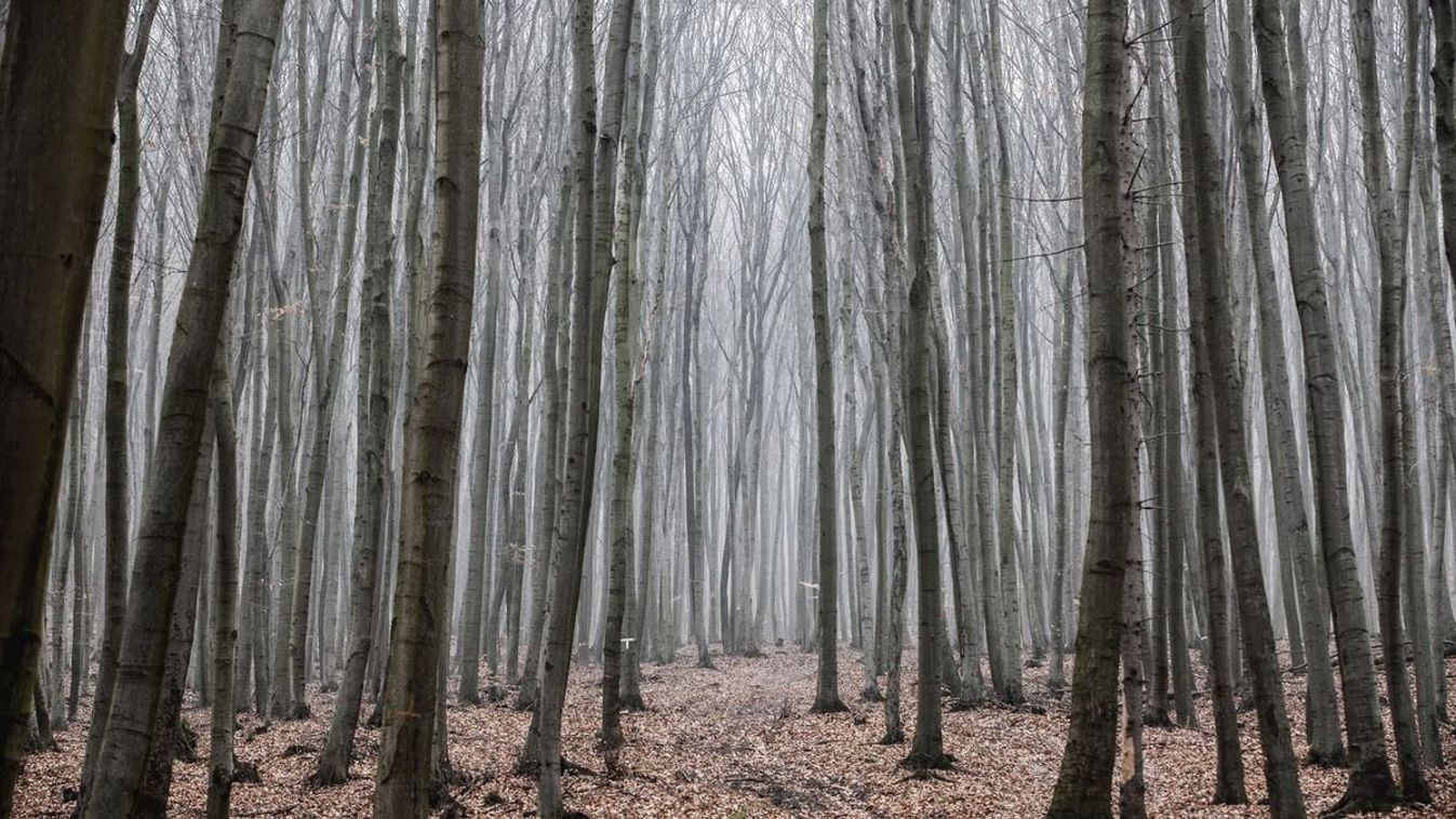 A vadászbaleset: vad helyett túrázóra lőtt a vadász
